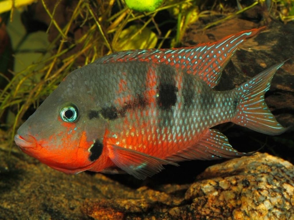 Thorichthys meeki - Toprybicky